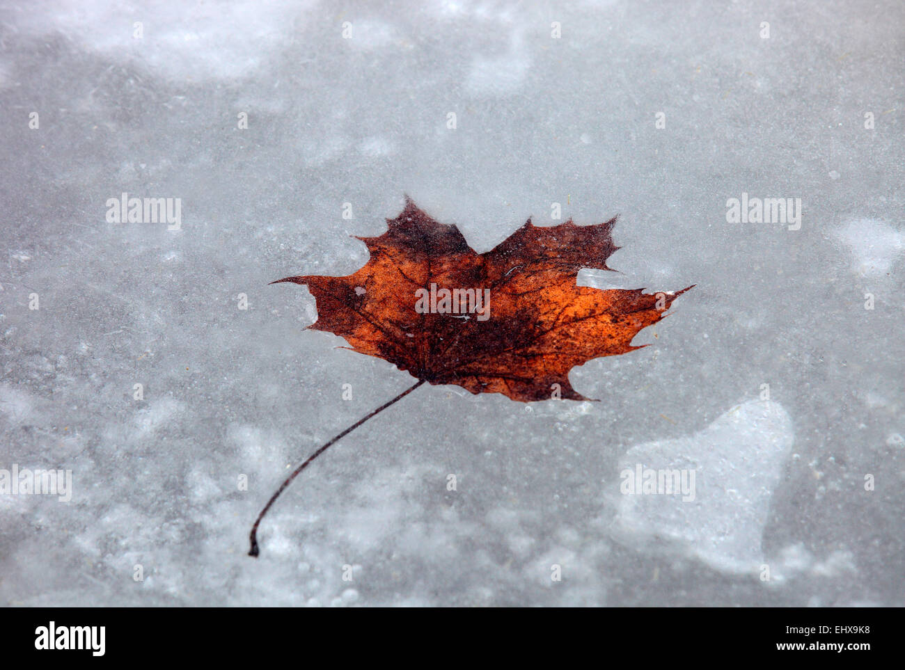 Maple leaf on ice hi-res stock photography and images - Alamy