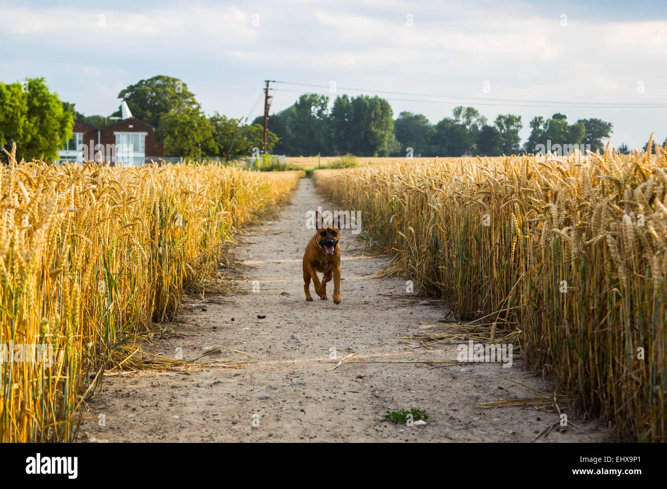 Dog running through a field Stock Photo - Alamy