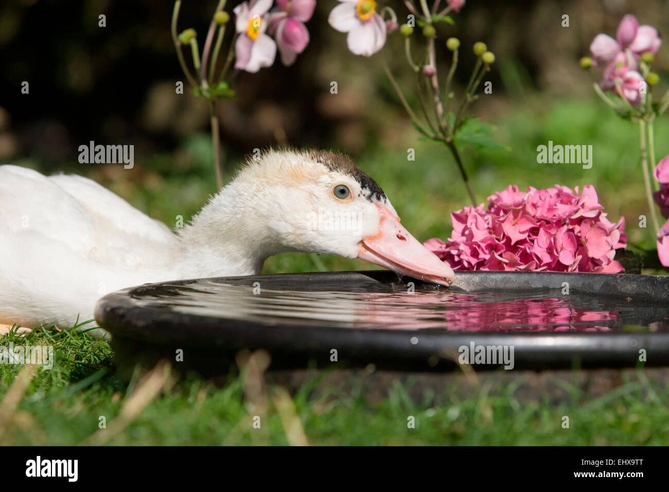 Domestic duck Juvenile drinking from dish garden Germany Stock Photo ...