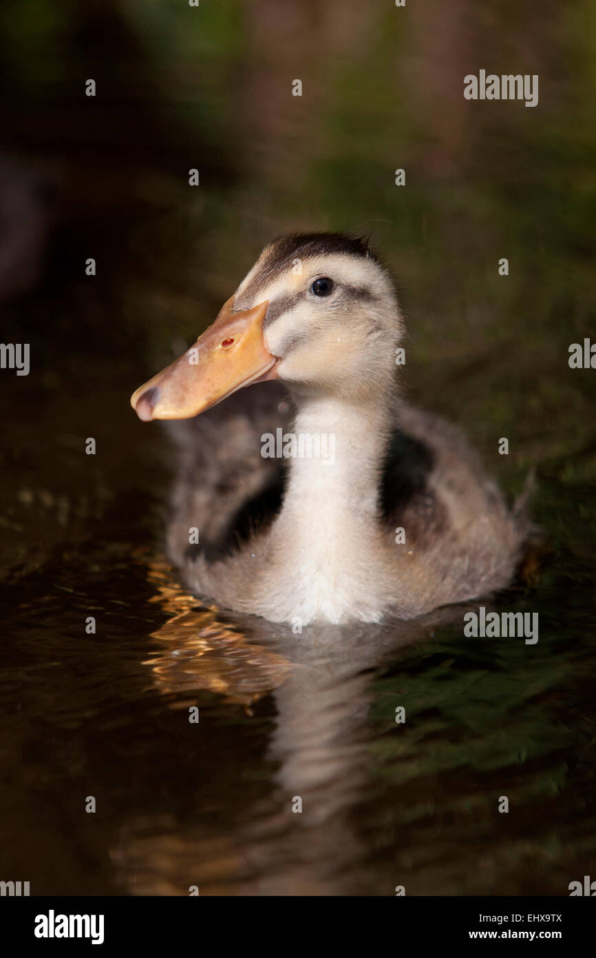 Domestic Duck Indian Runner Duckling swimming Germany Stock Photo - Alamy