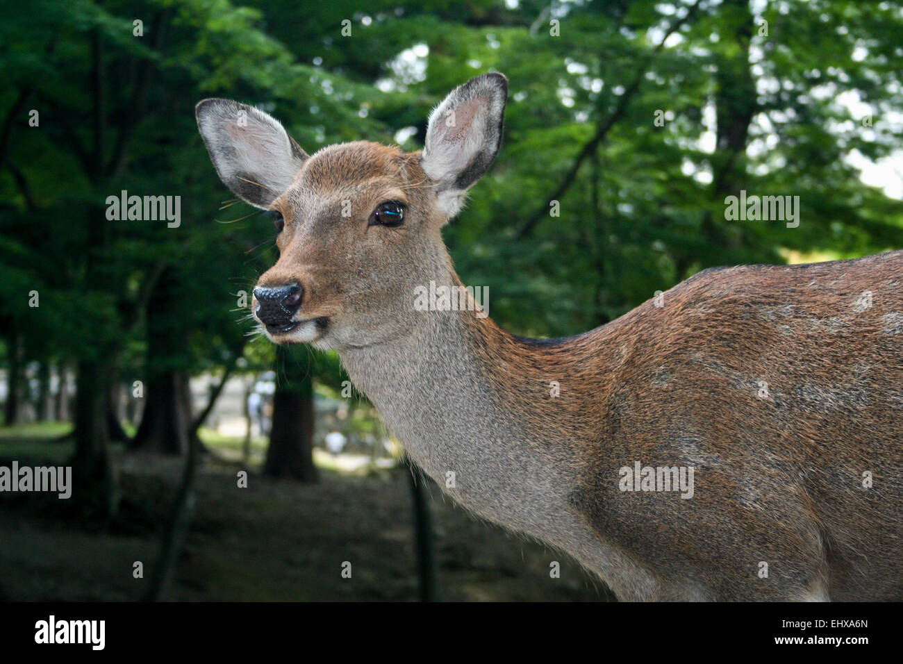 Tame sika deer hi-res stock photography and images - Alamy