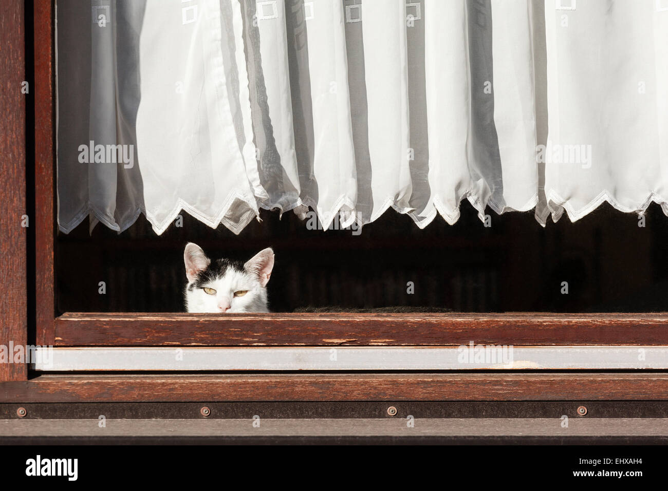 European shorthair cat black white hi-res stock photography and images ...