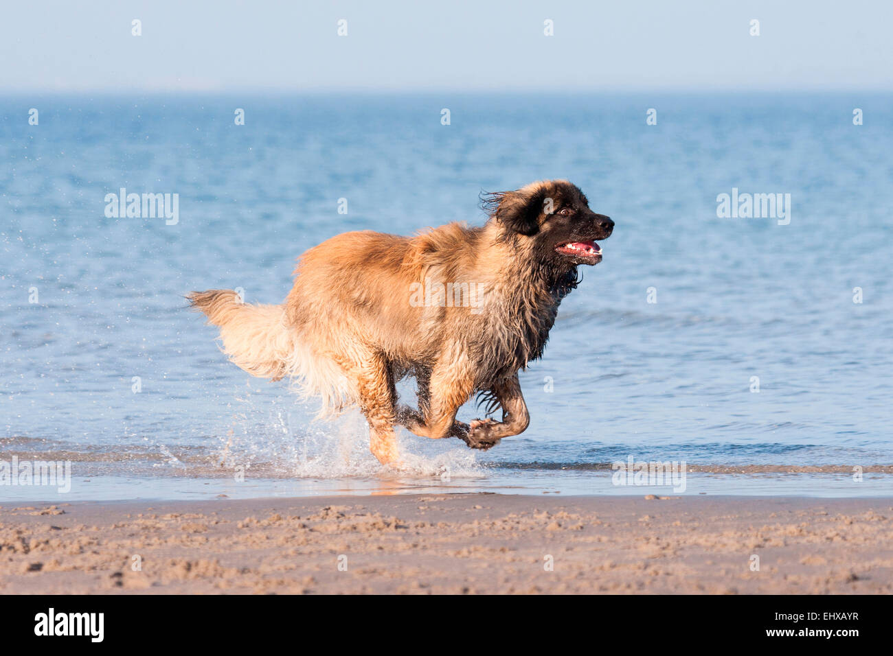 Baltic germany action beach hi-res stock photography and images - Alamy