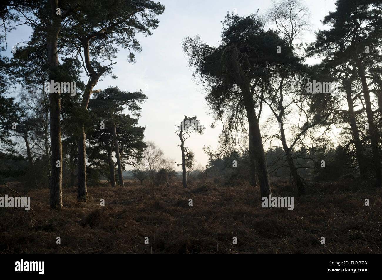 Sutton Heath Suffolk UK Stock Photo - Alamy