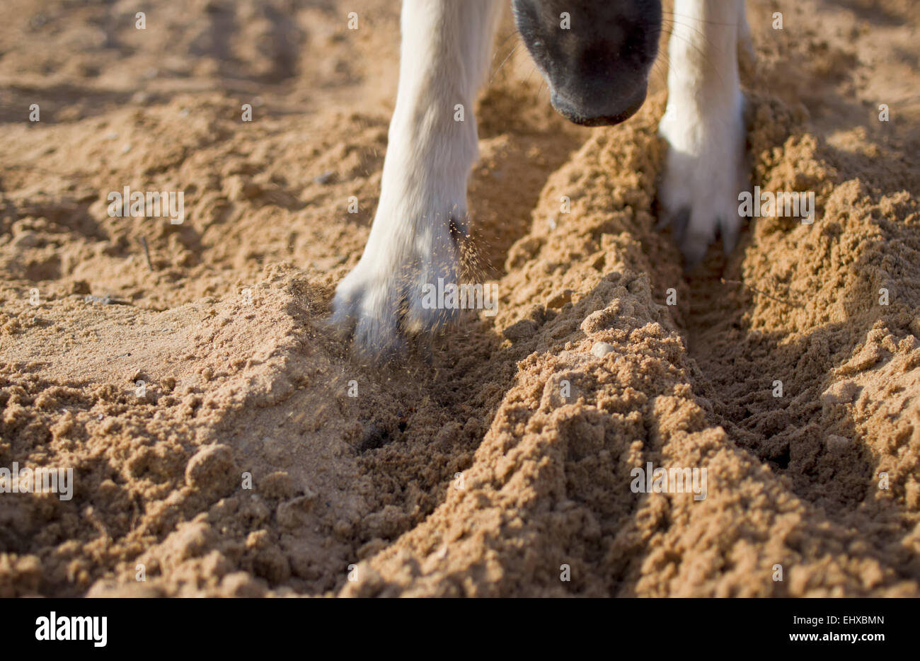 Dog`s paws on the run Stock Photo - Alamy