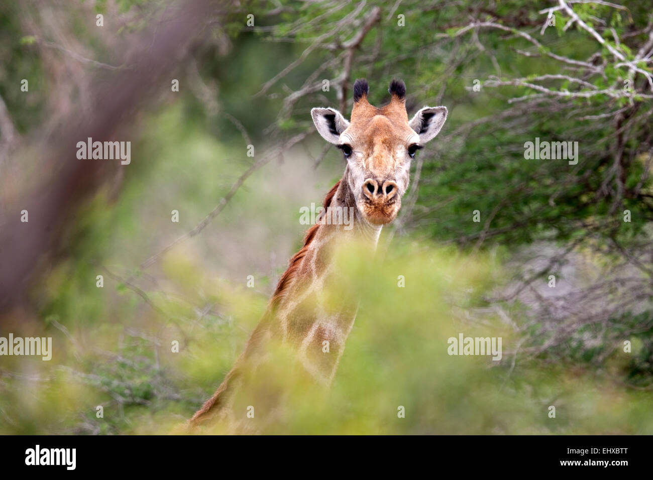 A young giraffe (Giraffa camelopardalis) peers from behind a tree ...