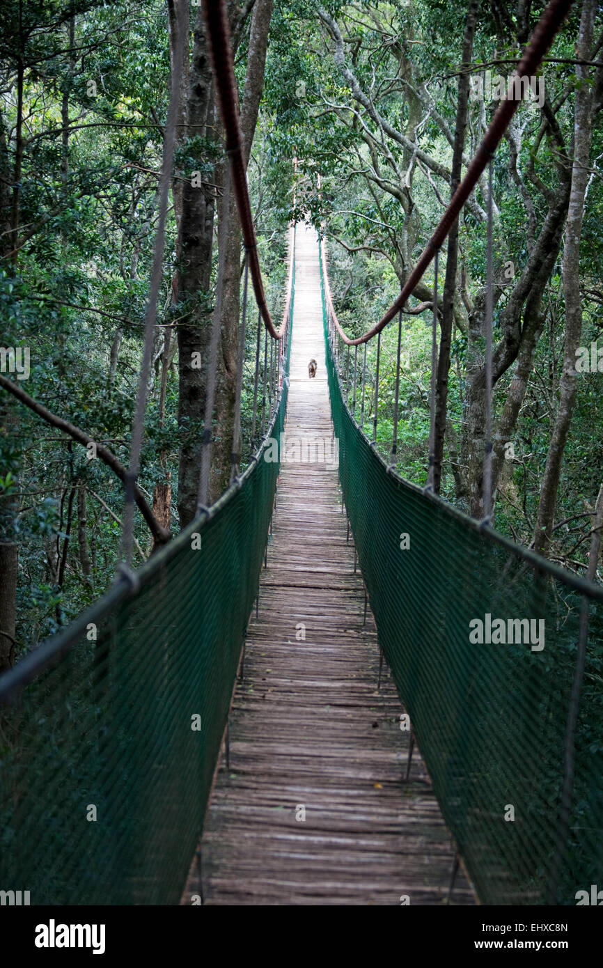 Howler Monkey crossing the suspension bridge, South Africa Stock Photo ...