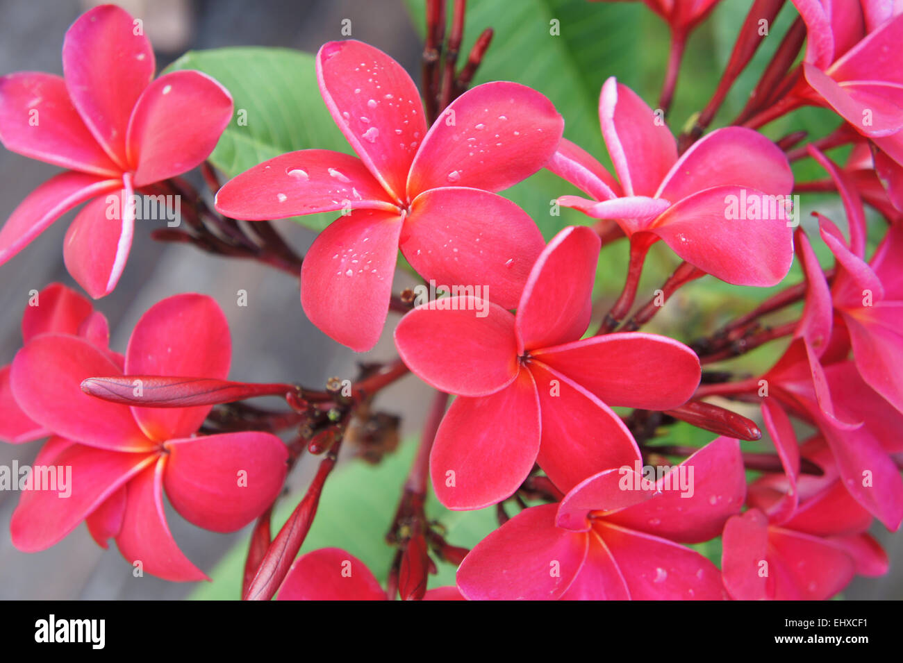 Araliya Flowers or Temple Flowers Stock Photo - Alamy