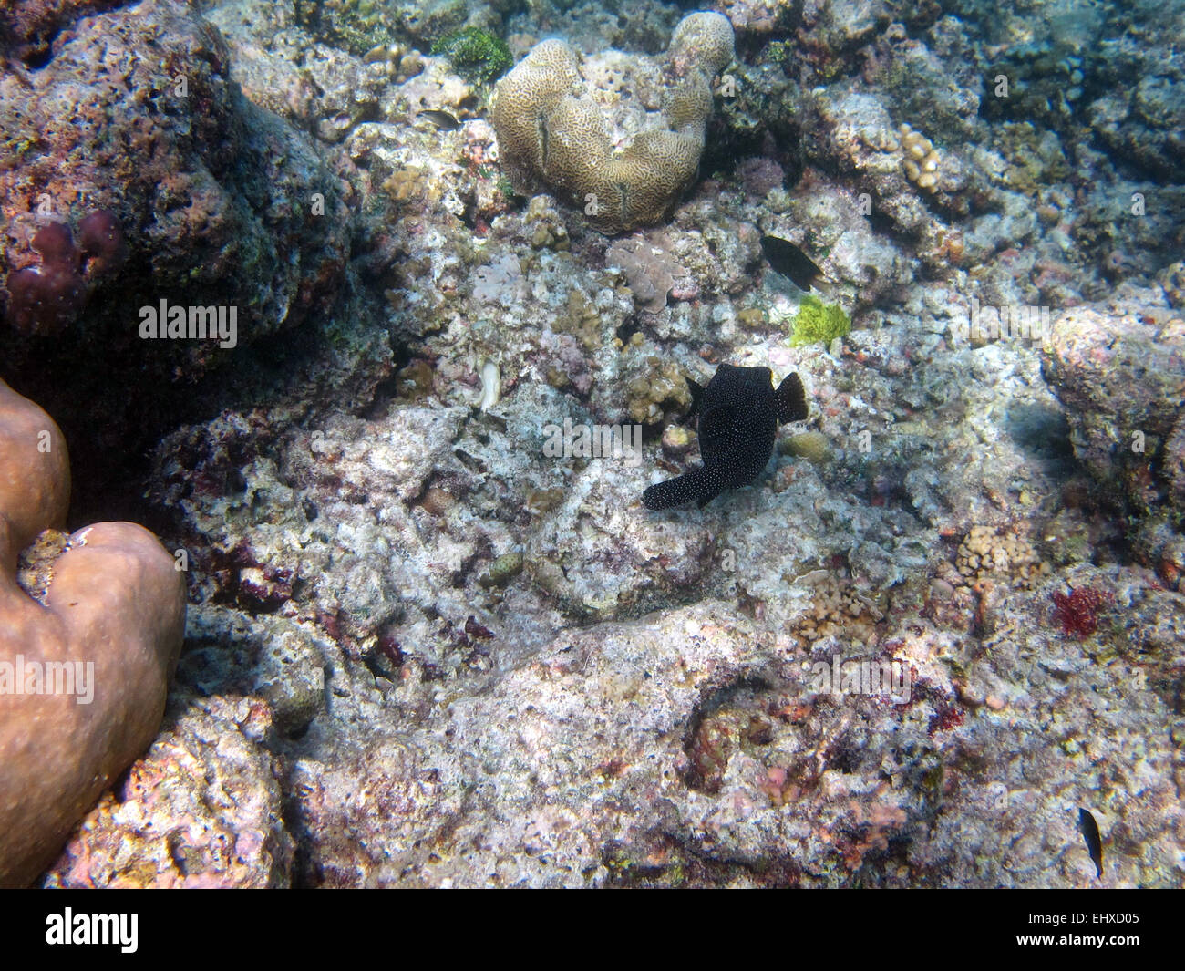 Guineafowl pufferfish on a coral reef in the Maldives Stock Photo - Alamy