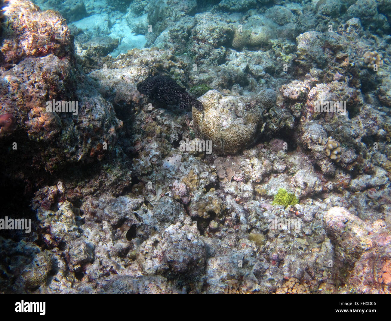 Guineafowl pufferfish on a coral reef in the Maldives Stock Photo - Alamy