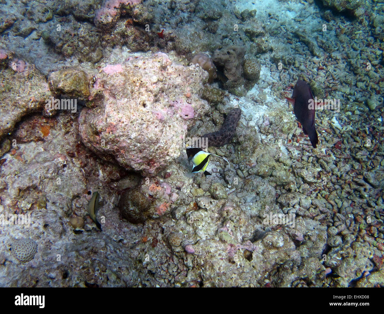 An Orange stripe Trigger fish and a Moorish Idol on a coral reef in the ...
