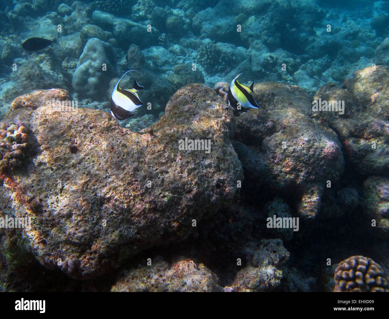 A pair of Moorish Idol fish on a coral reef in the Maldives Stock Photo ...