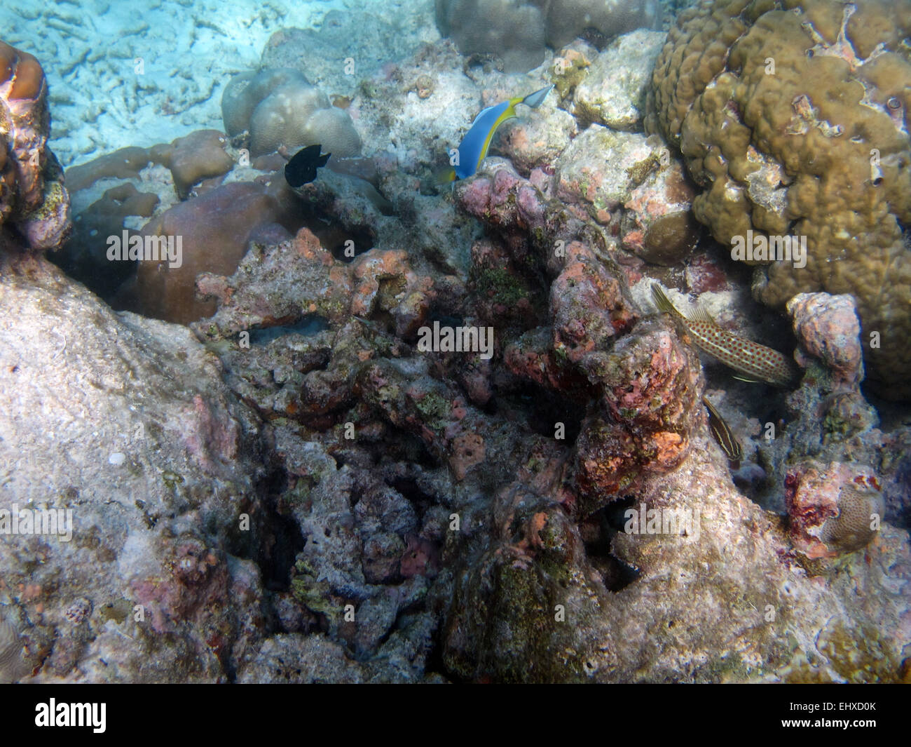 Slender Grouper Powder-blue Surgeonfish and Cardinalfish on a coral ...