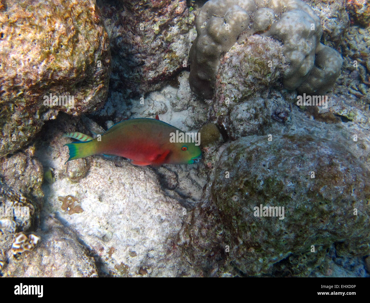 Roundhead Parrotfish (Initial phase) on a coral reef in the Maldives ...