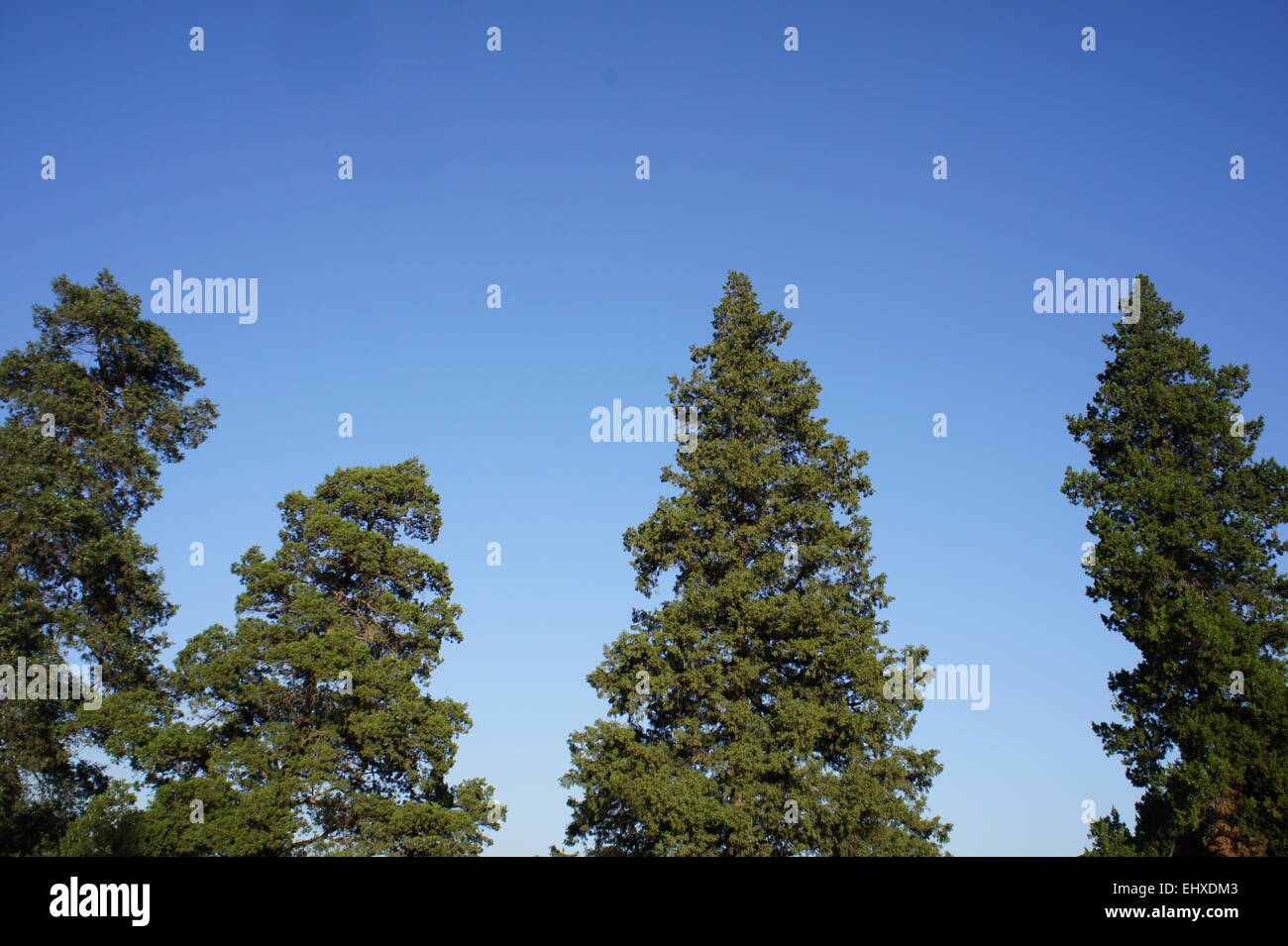 Conical trees hi-res stock photography and images - Alamy