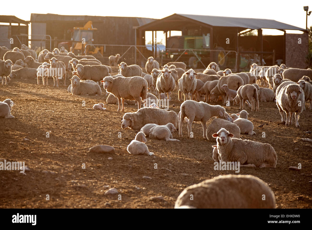 Flock of sheep (Ovis aries) in animal pen , South Africa Stock Photo ...