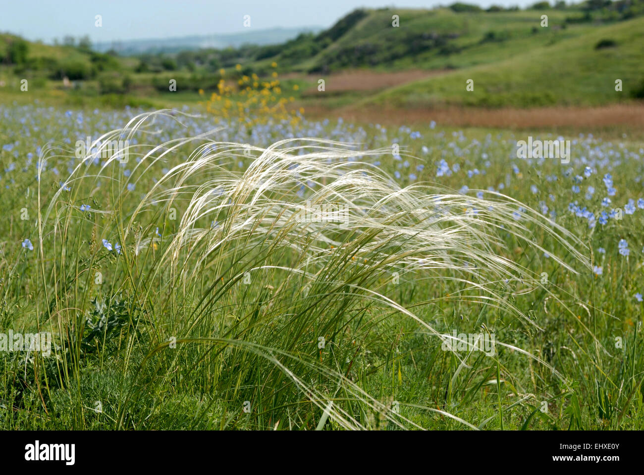 The feather grass (mat grass) is in the foreground. Blue flowers of ...