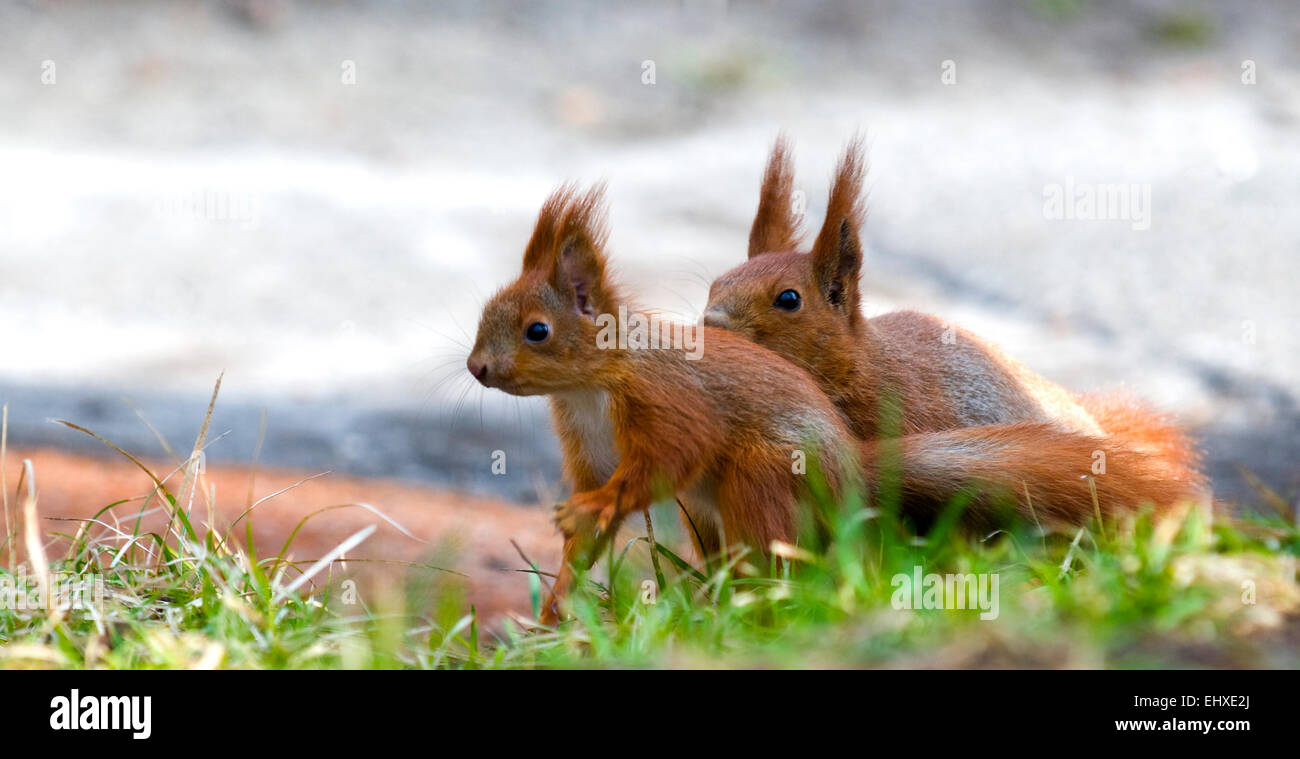 Two squirrel: mother and its baby are situated on the green grass ...