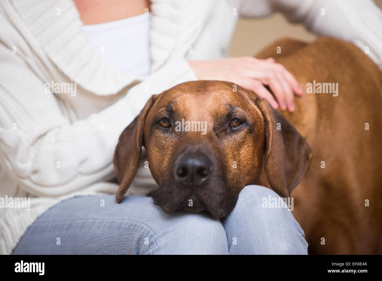 Rhodesian Ridgeback dog being caressed by his owner Stock Photo - Alamy
