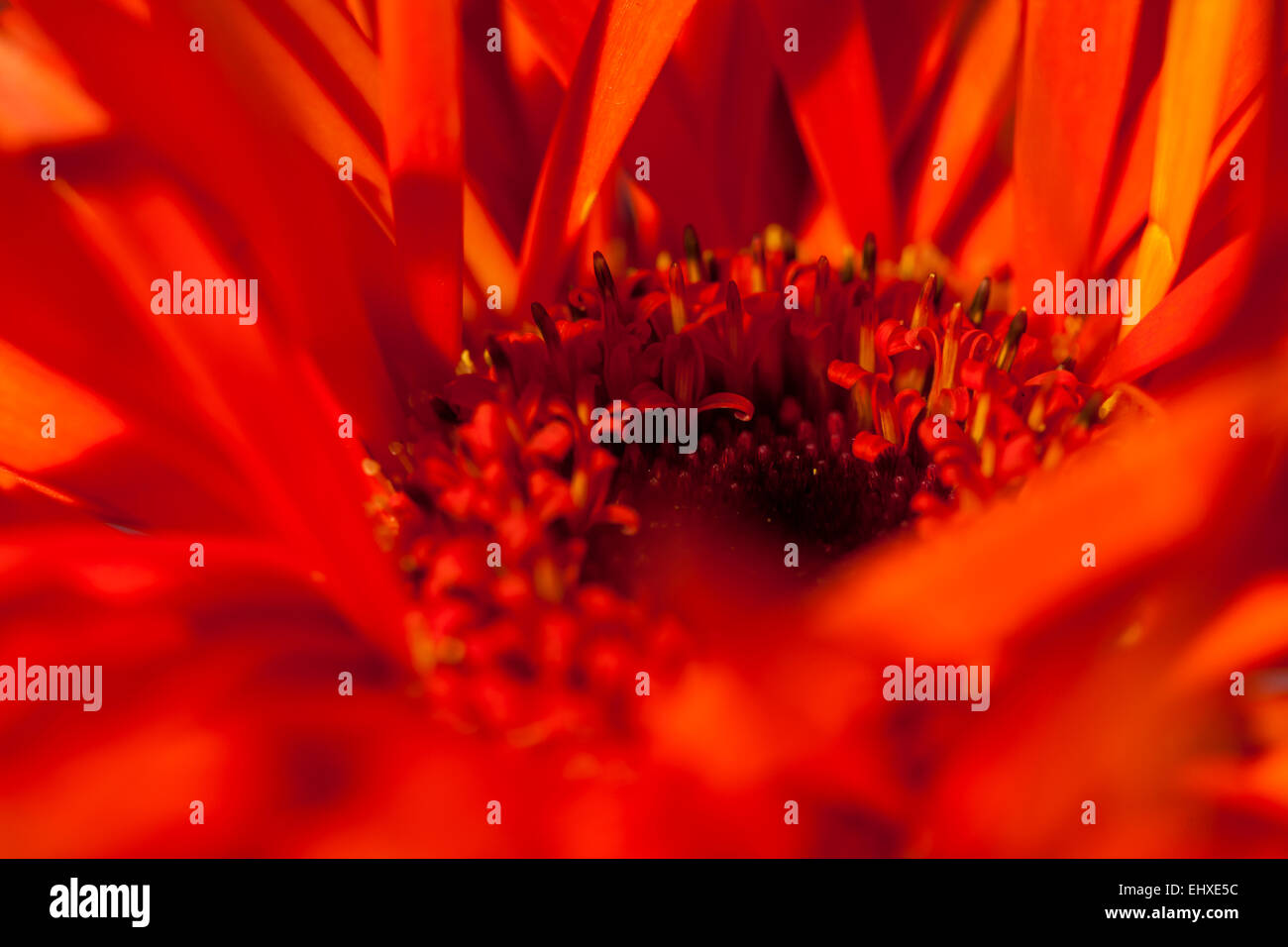 Blossom of gerbera, close-up Stock Photo - Alamy