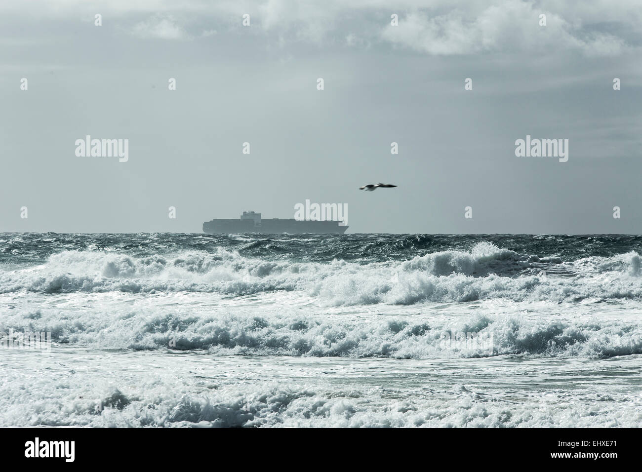 Birds of tarifa hi-res stock photography and images - Alamy