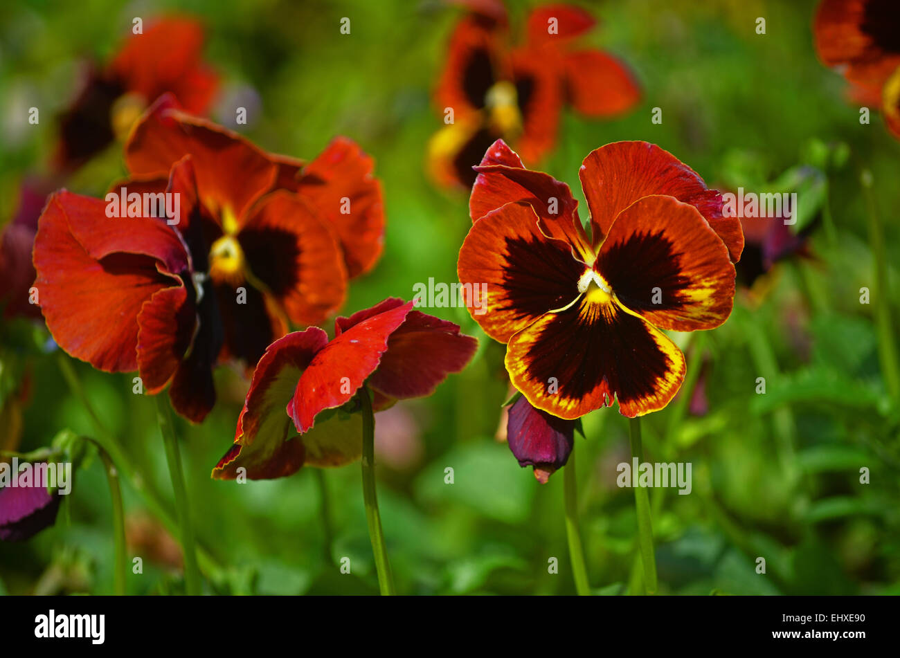 Red Pansy flower at Botanical Garden in Ooty,Tamilnadu,India Stock ...