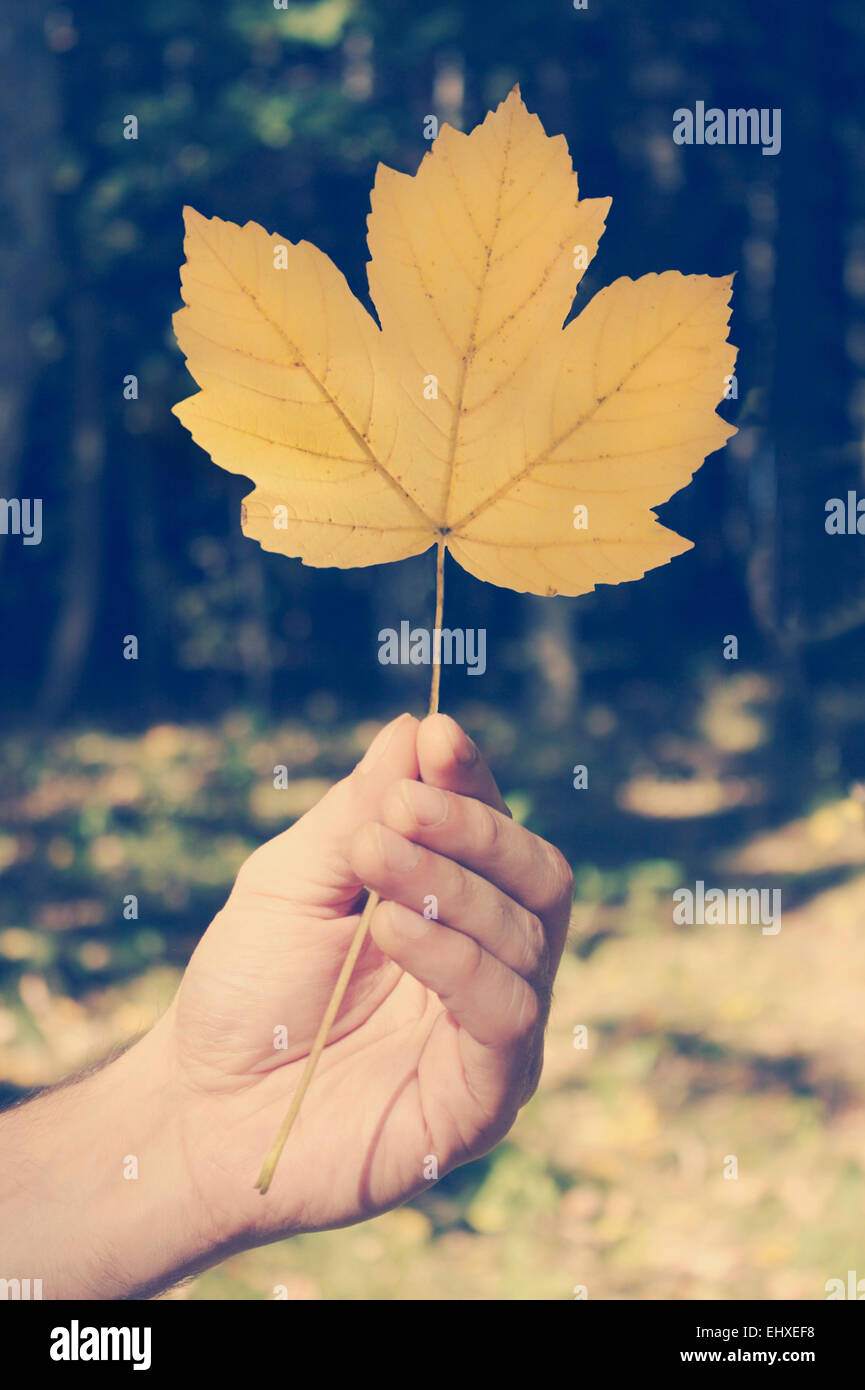 Person holding Sycamore maple leaf, close up Stock Photo - Alamy