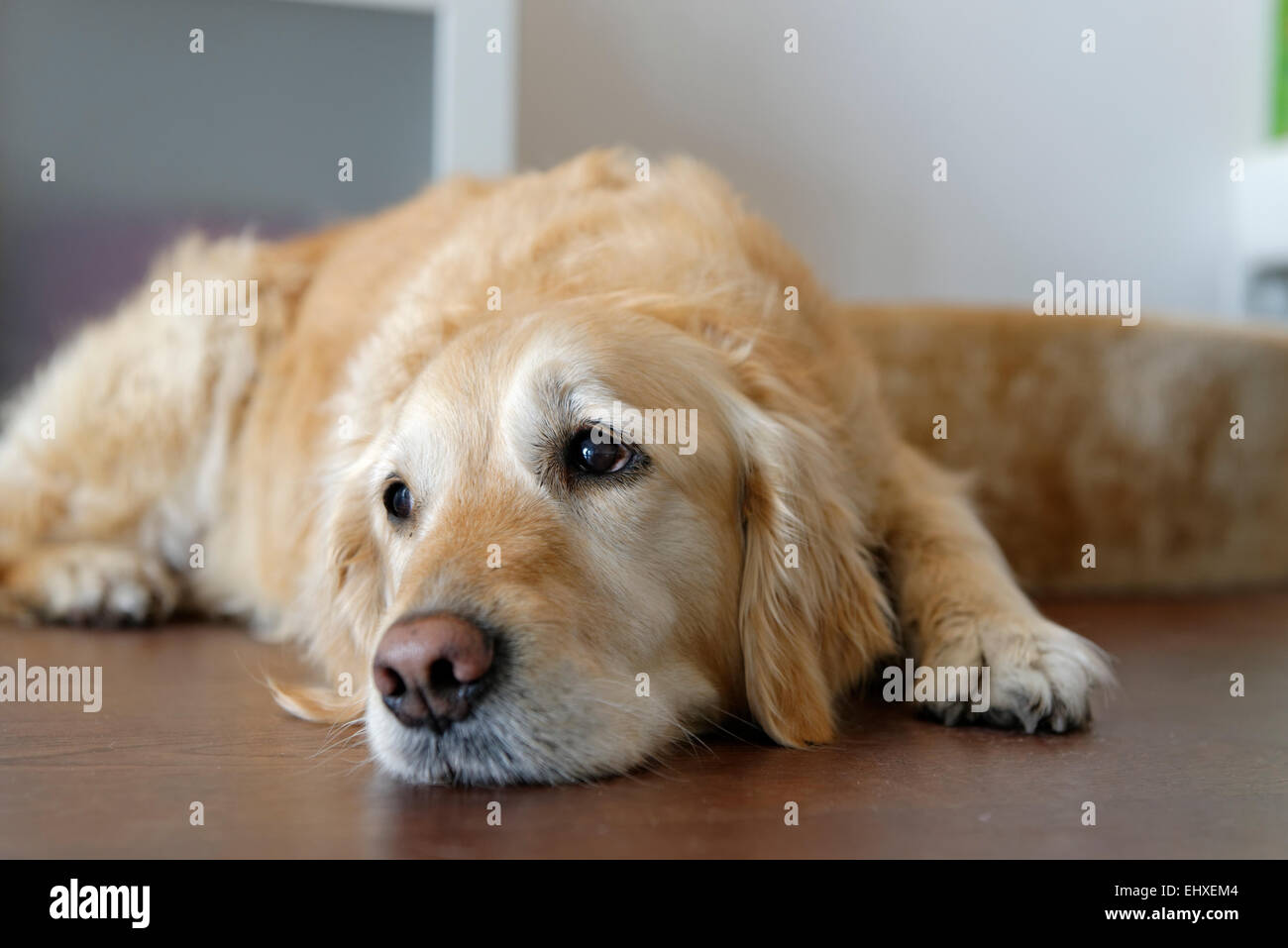 Tired Golden Retriever lying on wooden floor Stock Photo - Alamy