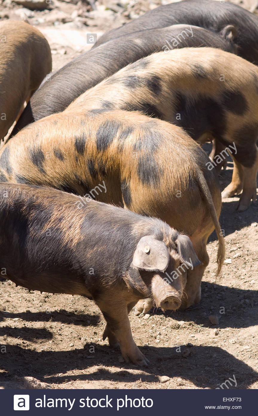 Spotted Pigs High Resolution Stock Photography and Images - Alamy