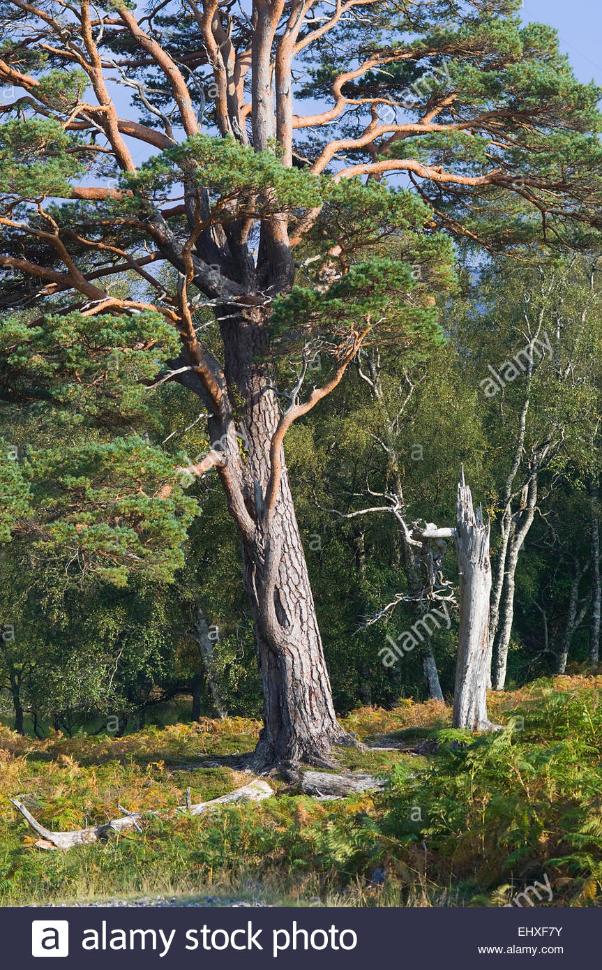 The Caledonian Forest High Resolution Stock Photography and Images - Alamy