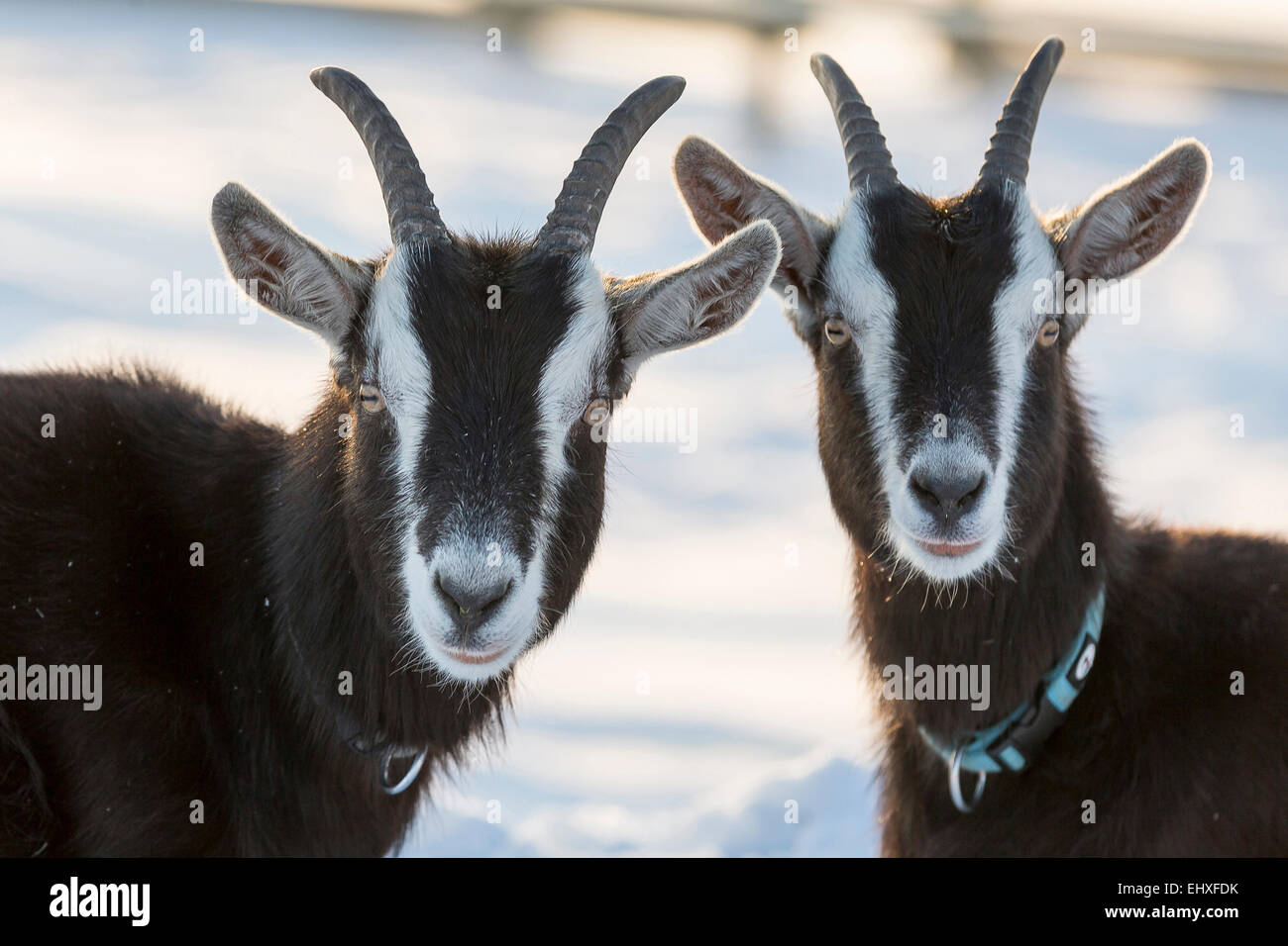 Bundner hi-res stock photography and images - Alamy