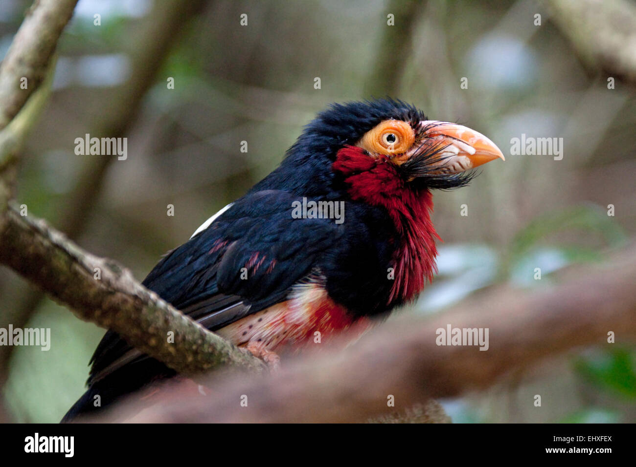Africa barbets hi-res stock photography and images - Alamy
