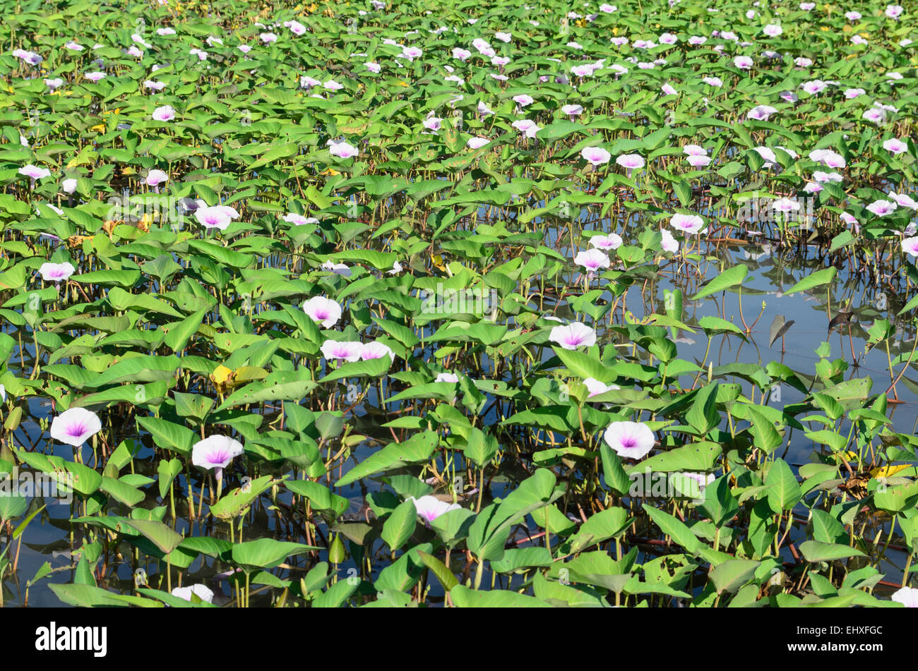 Water morning glory hi-res stock photography and images - Alamy