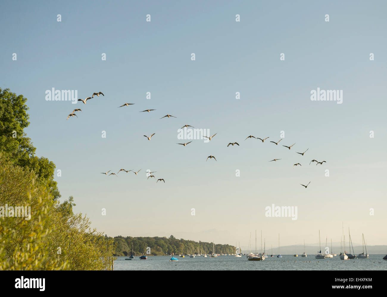 Geese flying formation hi-res stock photography and images - Alamy