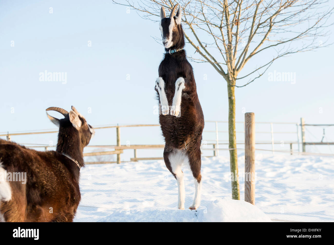 Grisons Striped Goat Bundner Strahlenziege Two goats playfighting snowy ...