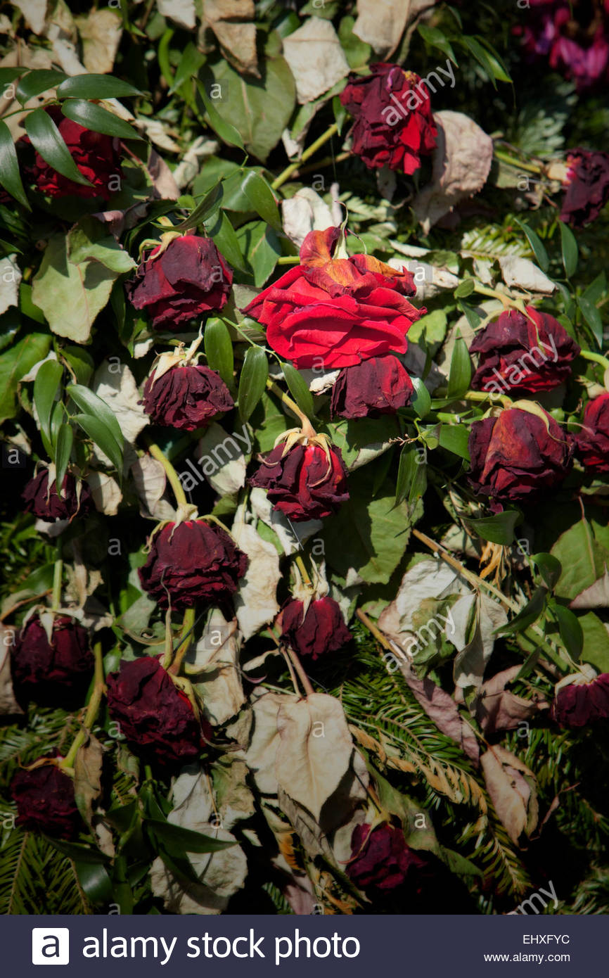 Dead Rose Grave High Resolution Stock Photography and Images - Alamy