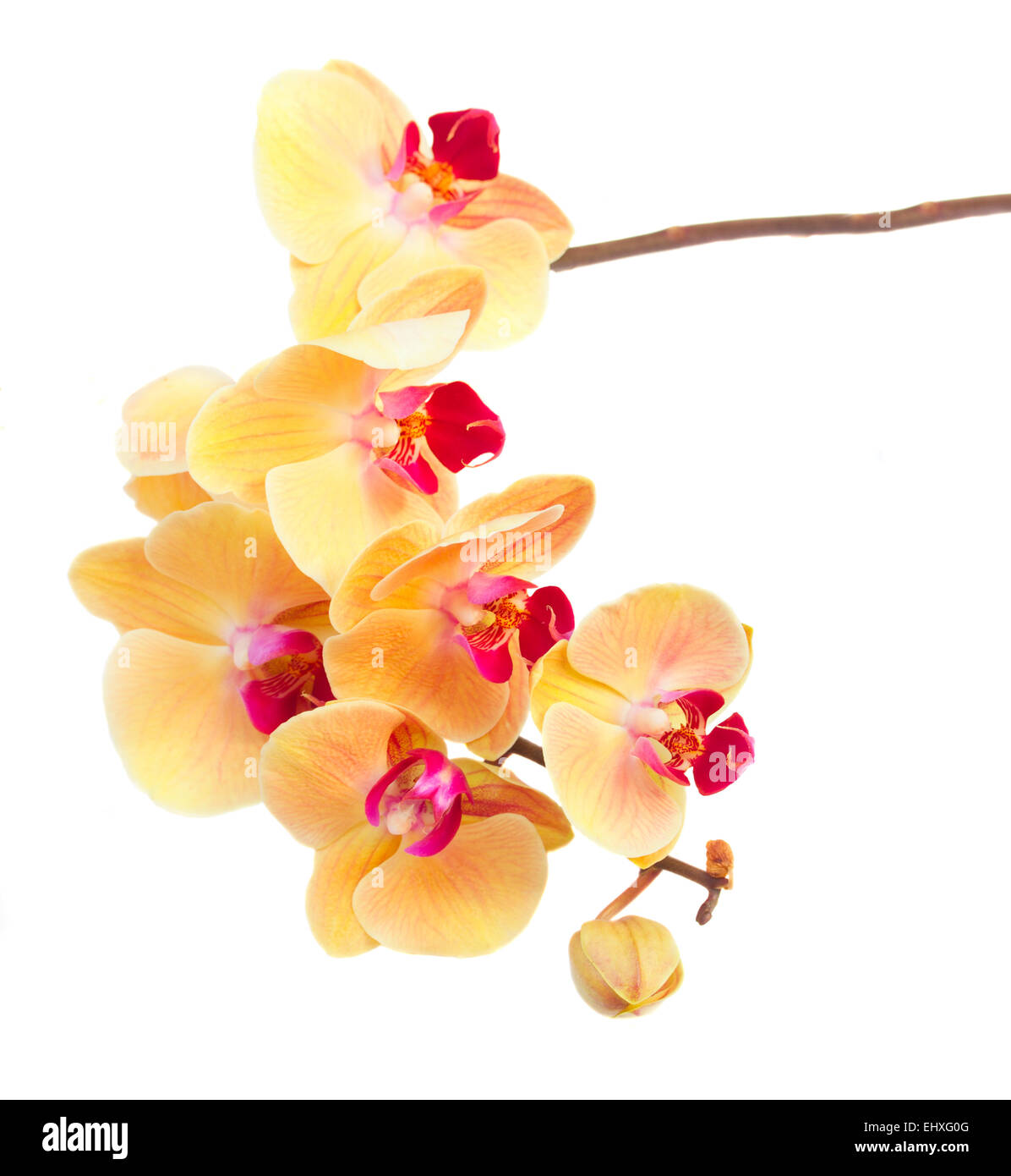 orange orchid branch Stock Photo - Alamy
