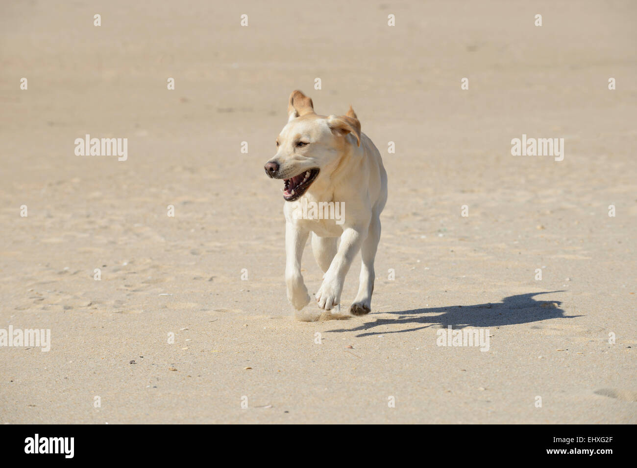 Happy yellow Labrador Retriever running at the beach Stock Photo - Alamy