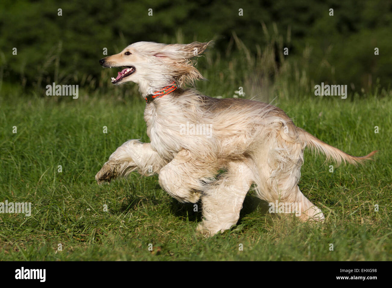 Afghan hound running hi-res stock photography and images - Alamy