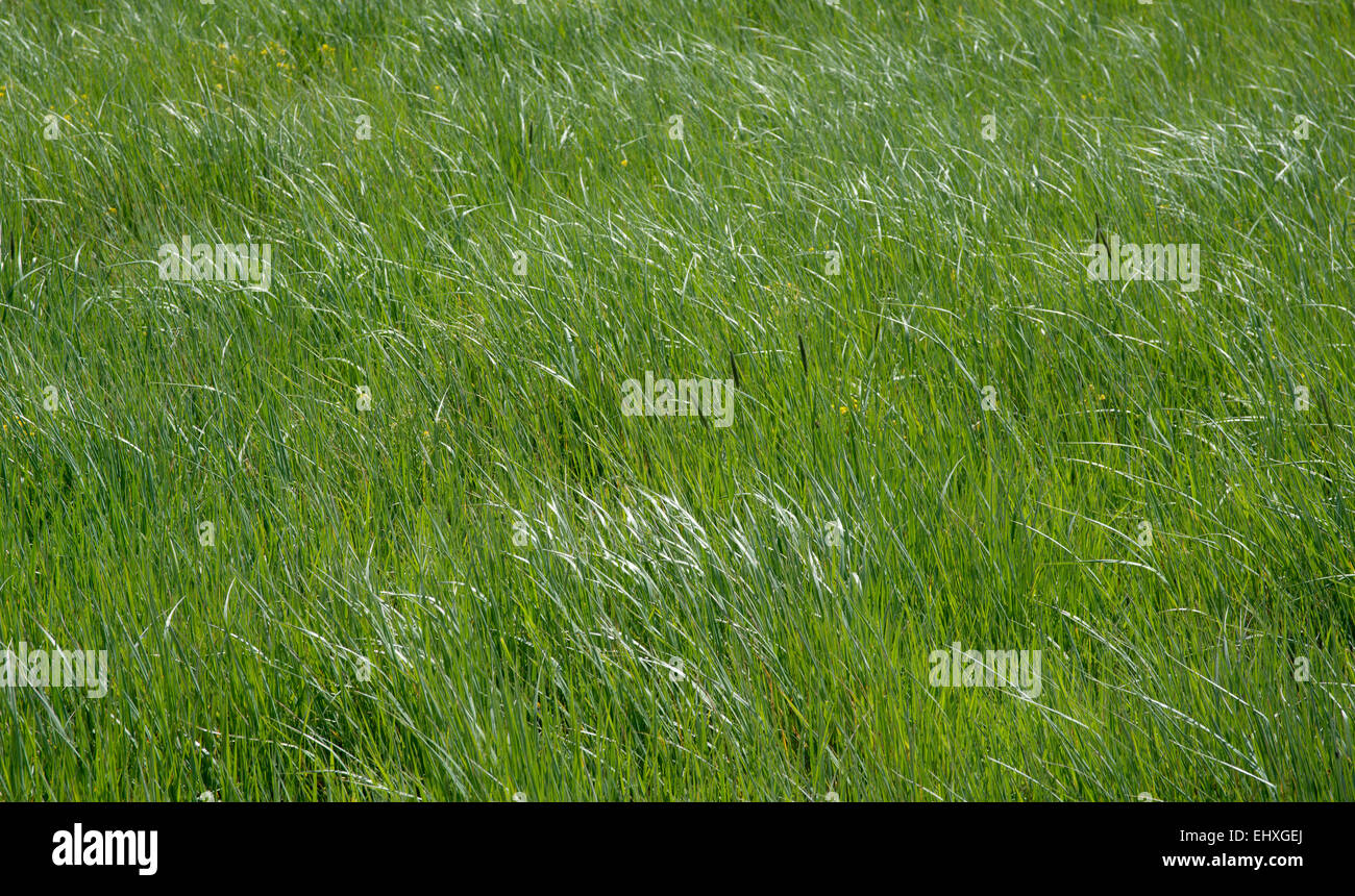 This is a green field. The grass is leaning in the wind Stock Photo - Alamy