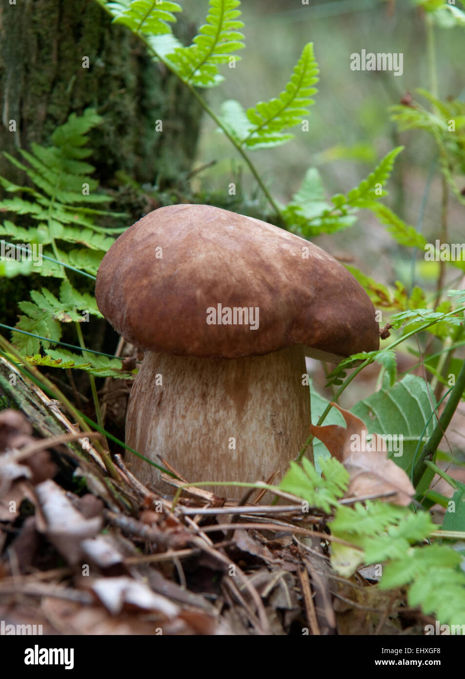 This is a close-up of porcini (Boletus edulis). The mushrum is situated ...