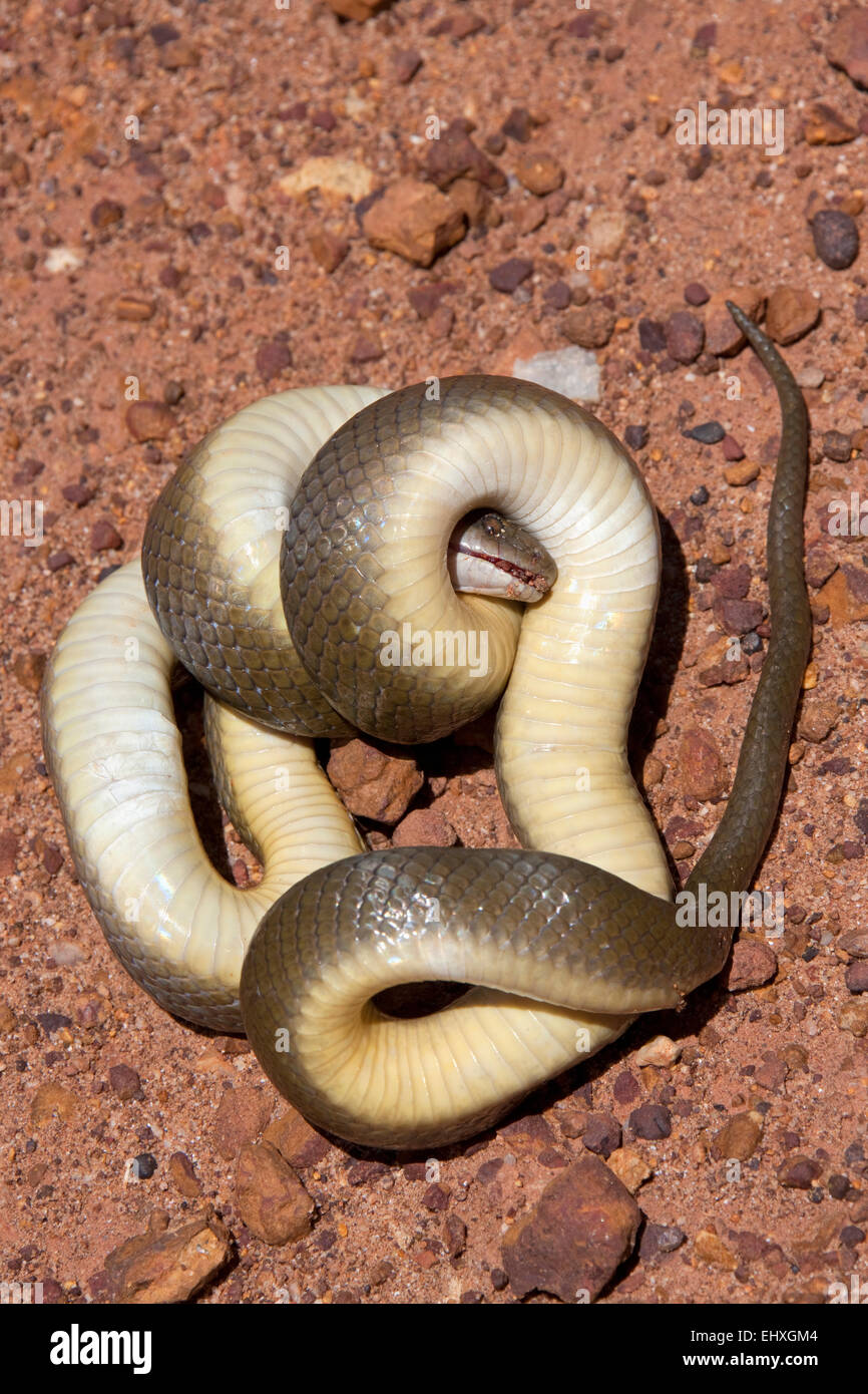 African house snake boaedon lamprophis fuliginosus hi-res stock ...