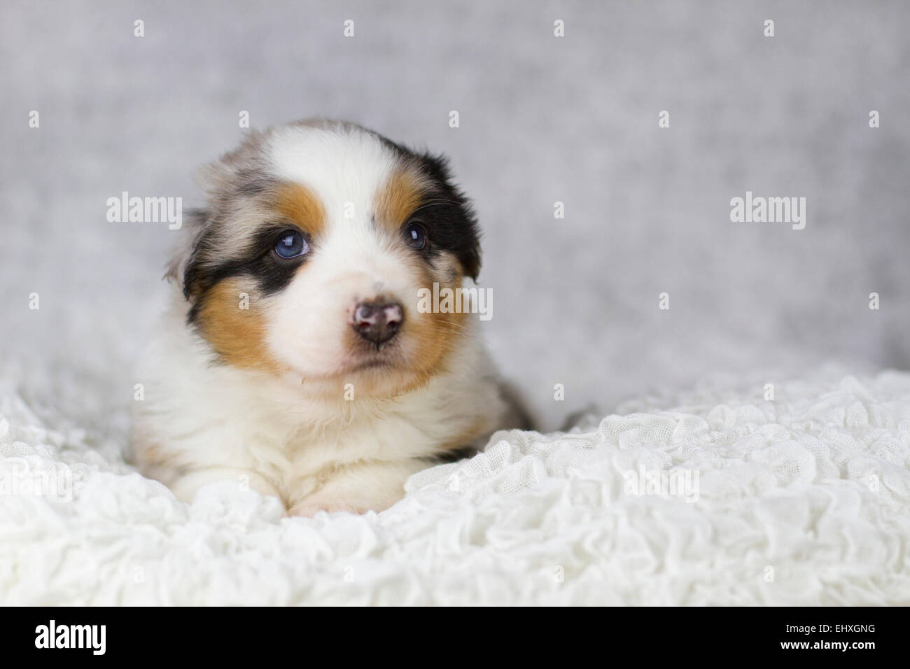 Australian Shepherd blue merle Puppy white blanket Stock Photo - Alamy