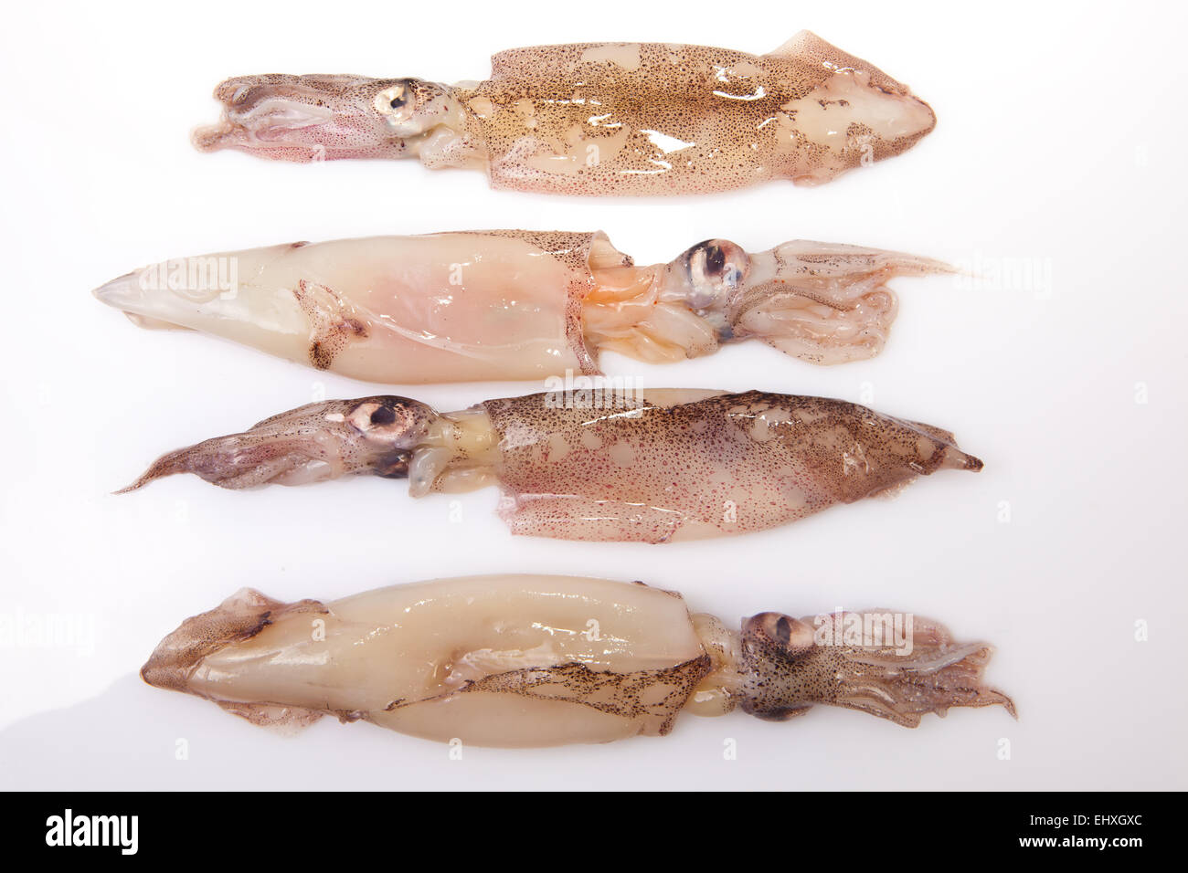 Small freshly squids. Group on row isolated ove white background Stock ...