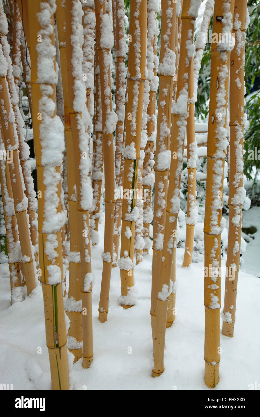 Plants, Grasses, Bamboo covered in snow Stock Photo - Alamy