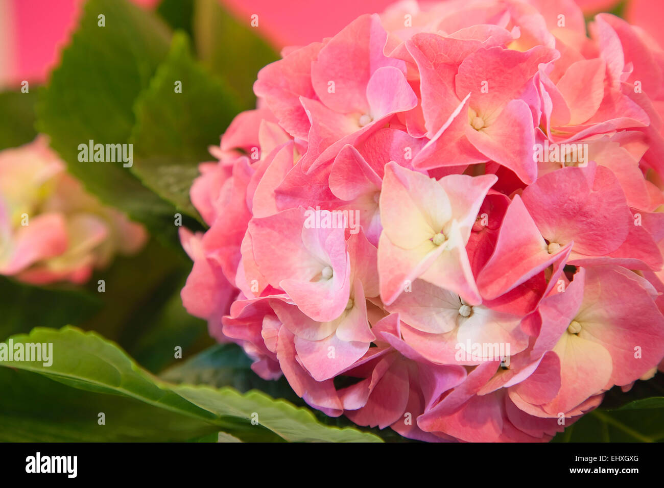 Plants, Flowers, Hydrangea, Close up pink coloured flowerhead Stock ...