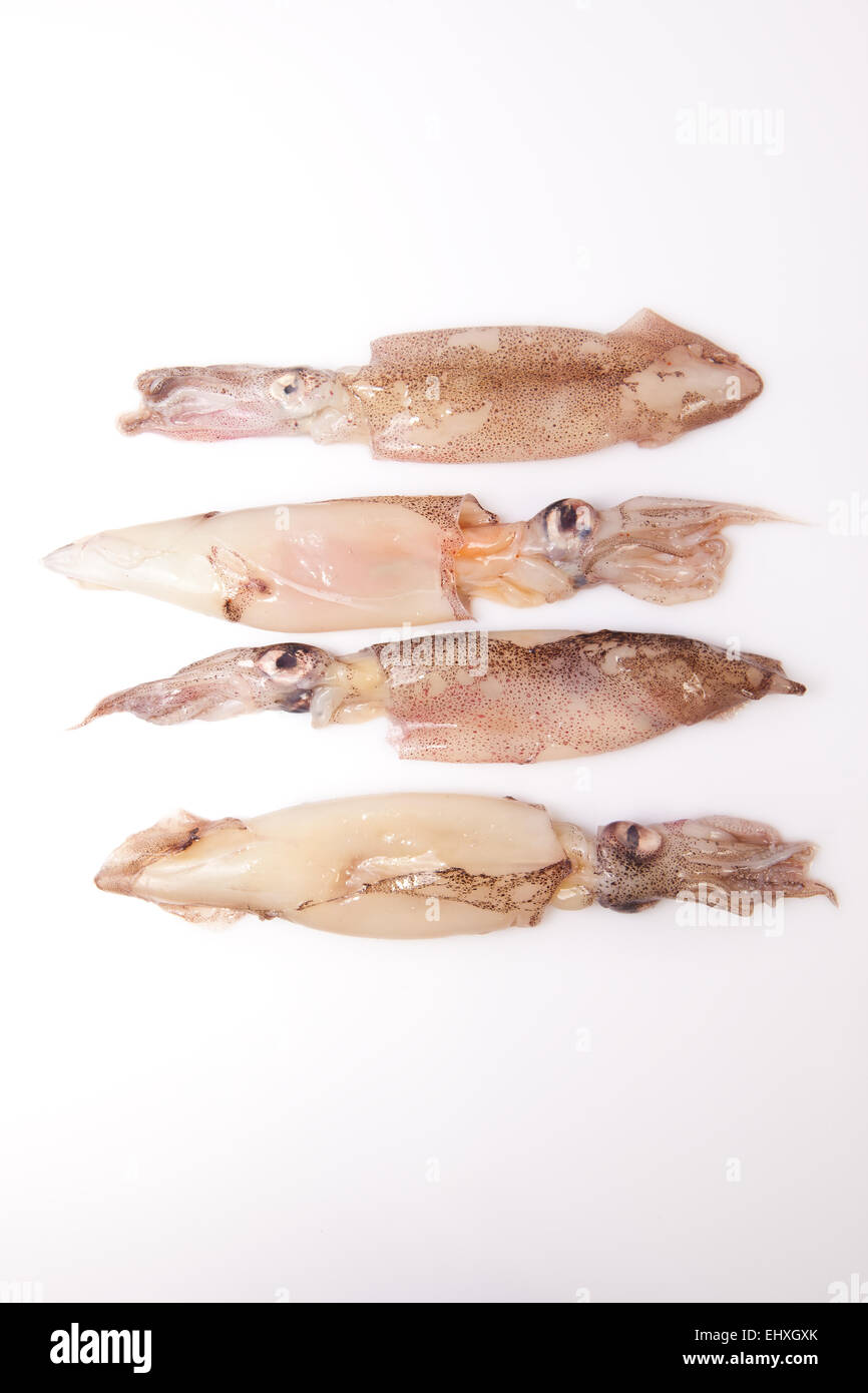 Small freshly squids. Group on row isolated ove white background Stock ...