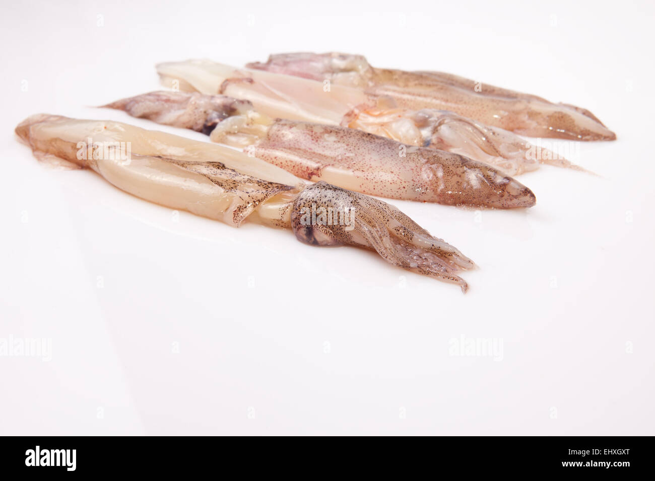 Small freshly squids. Group on row isolated ove white background Stock ...