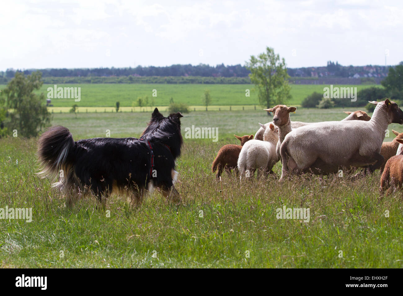Australian Shepherd Adult dog tending sheep Germany Stock Photo - Alamy