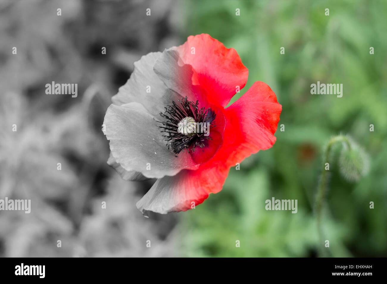 Black And White Photography With One Color Flowers